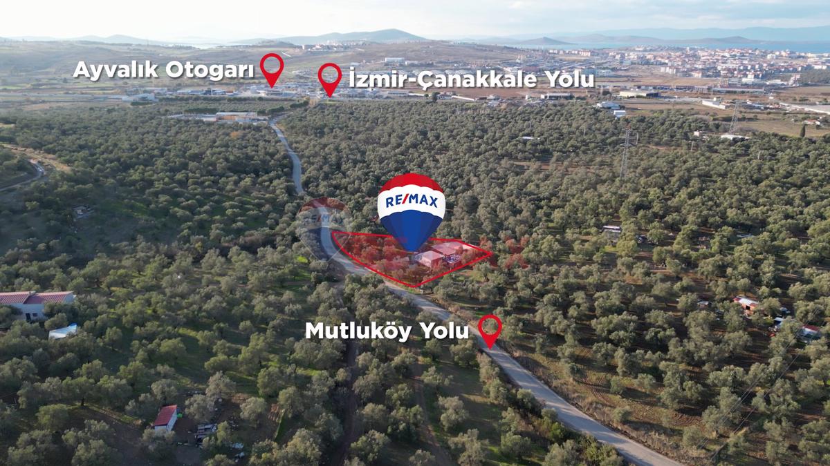 AYVALIK MUTLUKÖY YOLU ÜZERİNDE SATILIK ZEYTİNLİK