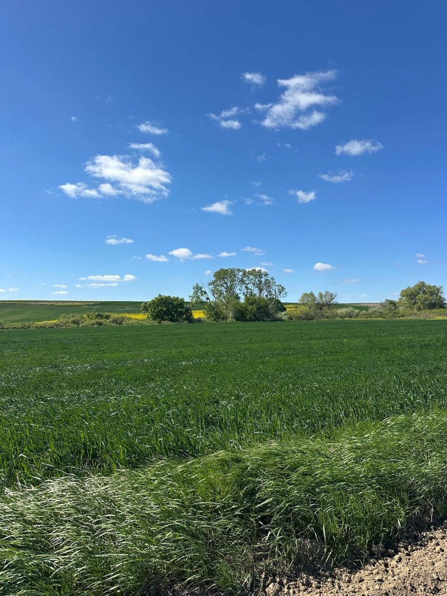 SARAY BEYAZKÖY TEK TAPU YATIRIMLIK TARLA