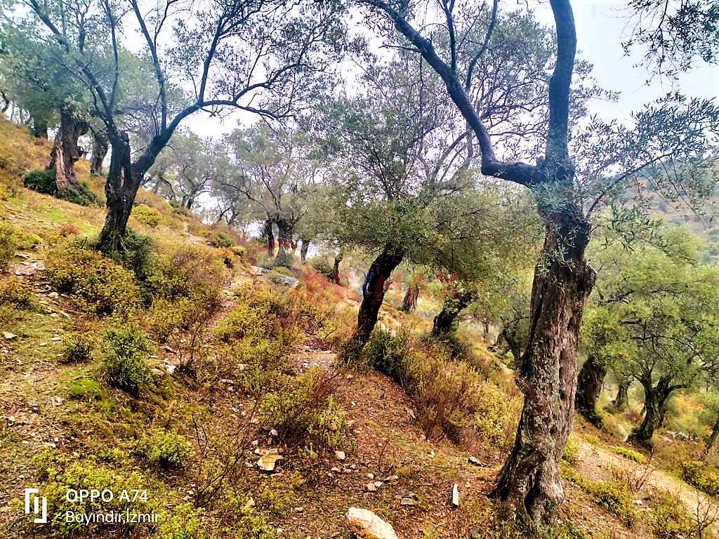 BAYINDIR KABAAĞAÇTA 1822 M2 MÜSTAKIL TAPU SATILIK ZEYTINLI TARLA